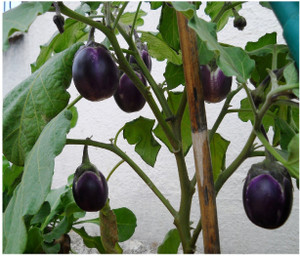 gorgeous moment brinjal Seed Price in India - Buy gorgeous moment ...
