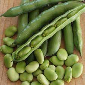 Sjeme Desi Broadbean (Bakla) Seed Seed Price in India - Buy Sjeme Desi ...