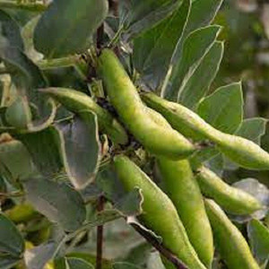Sjeme Broadbean (Bakla) Seed Seed Price in India - Buy Sjeme Broadbean ...