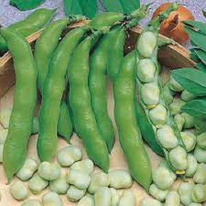 Sjeme Broadbean (Bakla) F1 Hybrid Seed Seed Price in India - Buy Sjeme ...