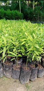 plantsworld Sri Gandham, Safed Chandan, Sandalwood, Indian Sandalwood ...