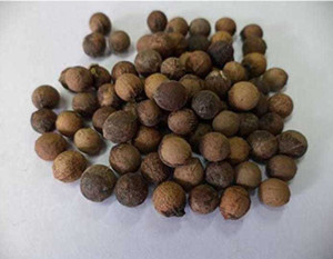 plantsworld White Sandalwood, Shweta Chandan, White Chandan, Safed ...