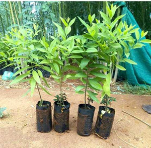 plantsworld Sandalwood Plant, Swetachandan, Chandana, Chandanam Seed ...