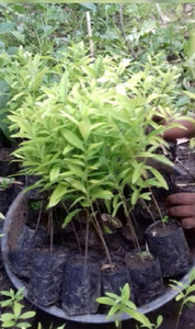 Pioneer Natural White Chandan, Sandalwood, Sri Gandham, Chandanam Seed ...