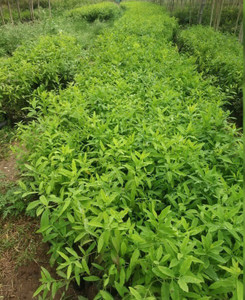 Pioneer Natural Safed Chandan, Sandal Wood, White Chandan, Shwetchandan ...