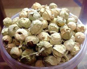 kotaliya Paneer DODI Seed Price in India - Buy kotaliya Paneer DODI ...