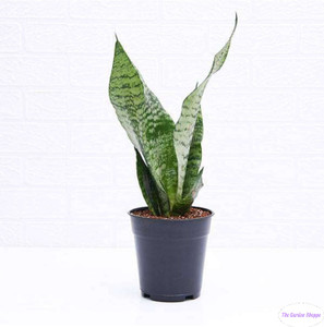 The Garden Shopee Snake Plant Price in India - Buy The Garden Shopee ...