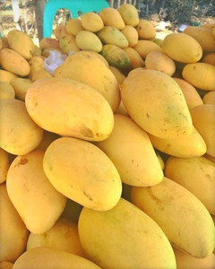 Earth Angels Mango Plant Price in India - Buy Earth Angels Mango Plant ...