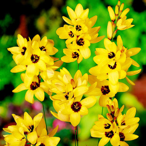Tim Tim Agro Ixia Yellow Emperor Flower Bulbs - Pack of 100 Robust ...