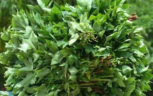 Chalisa Ambada plant, Roselle, gongura, pitwa Seed Price in India - Buy ...