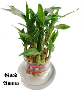 Good Ammo Two Layer Bamboo Plant Price in India - Buy Good Ammo Two ...
