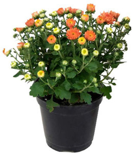 go4plants Chrysanthemums/ Guldavari Plant Price in India - Buy ...