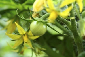 Chalisa Solanum lycopersicum, Rosada tomatoes, Tomato, Tomato Seed Seed ...