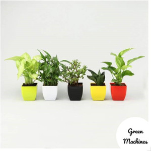 Green Machines Snake Plant Price in India - Buy Green Machines Snake ...