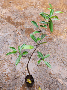 Trothic Kundru/Ivy Gourd Plant Price in India - Buy Trothic Kundru/Ivy ...