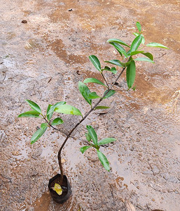 Trothic Kundru/Ivy Gourd Plant Price in India - Buy Trothic Kundru/Ivy ...