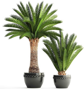 Green World PHOENIX CANARIENSIS PALM ORNAMENTAL TREE SEEDS for ...