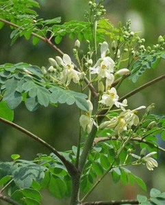 Pioneer Natural Muringai, Murunga, Moringa oleifera, Sahajan, Munaga ...