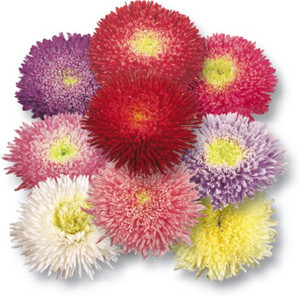 GROUNDOXY BEST QUALITY HYBRID ASTER FLOWER SEEDS FOR YOUR HOME ...