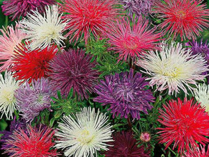 GROUNDOXY BEST QUALITY HYBRID ASTER FLOWER SEEDS FOR YOUR HOME ...