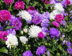 GROUNDOXY BEST QUALITY HYBRID ASTER FLOWER SEEDS FOR YOUR HOME ...