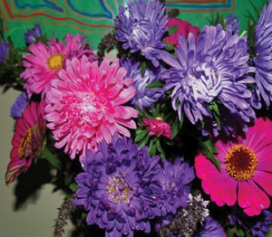 GROUNDOXY BEST QUALITY HYBRID ASTER FLOWER SEEDS FOR YOUR HOME ...