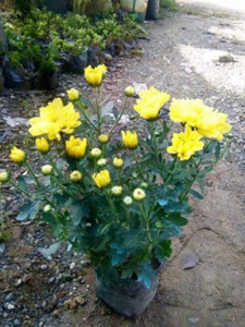 Click to purchase Chrysanthemums/ Guldavari Plant Price in India - Buy ...