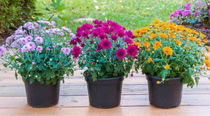 FURYHUB Chrysanthemums/ Guldavari Plant Price in India - Buy FURYHUB ...