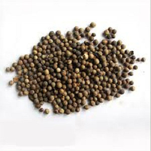 Sjeme Kapoor Tree Seed Seed Price in India - Buy Sjeme Kapoor Tree Seed ...