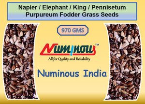 Numinous Napier, Elephant, King, Uganda, Pennisetum Purpureum, Fodder ...