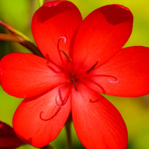 Navya germination Ixia Red Emperor Flower Bulbs - Pack of 10 Robust ...