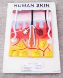 WE CARE PSW PRODUCTION PSW-HUMAN SKIN MODEL Anatomical Body Model Price ...