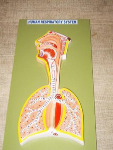 WE CARE PSW PRODUCTION PSW-HUMAN RESPIRATORY SYSTEM Anatomical Body ...