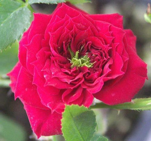 Plants Point Rose Plant Price in India - Buy Plants Point Rose Plant ...