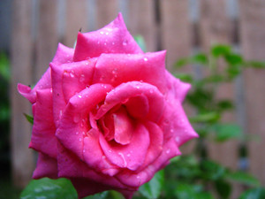 Plants Point Rose Plant Price in India - Buy Plants Point Rose Plant ...