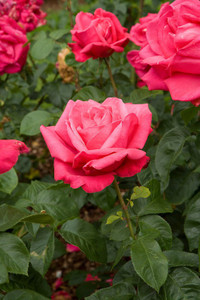 Plants Point Rose Plant Price in India - Buy Plants Point Rose Plant ...