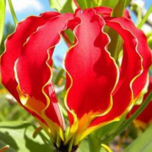 Kraft Seeds Gloriosa Flame Lily FlowersBulb Fire Lilies Superba (Pack ...