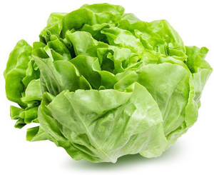 Lettuce Butterhead Price in India - Buy Lettuce Butterhead online at ...