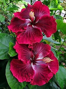 Unique garden Hibiscus Plant Price in India - Buy Unique garden ...