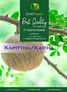 LIVE GREEN Kapittha/Feronia Elephantum/Kaitha Fruit Seed Price in India ...