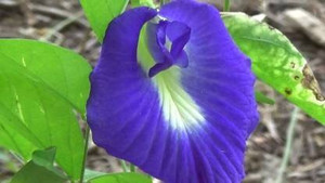 My Dream Nursery Aparajita/ Butterfly Pea Plant Price in India - Buy My ...