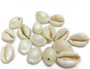 DeysCraft White Glossy Cowrie/Kawdi/Kaudi/Kauri/Kori/Cori Shell for ...