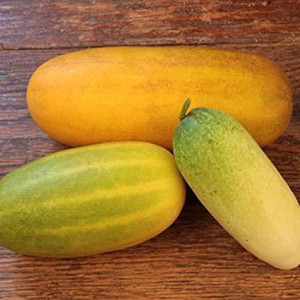 Qualtivate ® Hybrid Rare Cucumber Vellarikka Vegetable Seeds (50 Seeds ...