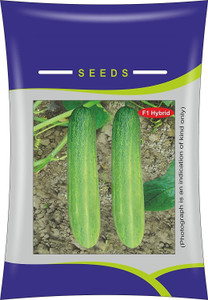 Qualtivate ™ SEEDS Hybrid Cucumber Surya(50 Seeds) Seed Price in India ...