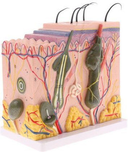 WE CARE PSW PRODUCTION HUMAN SKIN MODEL Price in India - Buy WE CARE ...