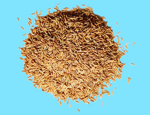 Sadhana SD -RICE SEEDS Rice 1 kg Wet Adult, Young Bird Food Price in ...