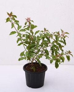 Click to purchase Hamelia Plant Price in India - Buy Click to purchase ...