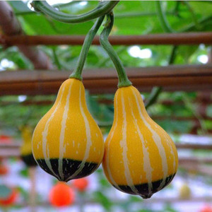 CYBEXIS Cucurbita Moschata Pumpkin Squash Vegetables-50 Seeds Seed ...
