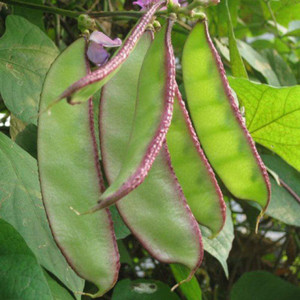 Qualtivate ® Lablab purpureus Dolichos Seeds Seed Price in India - Buy ...