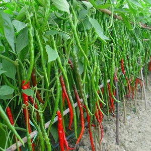 Qualtivate ® Long Red Slim Chilli Seeds Seed Price in India - Buy ...